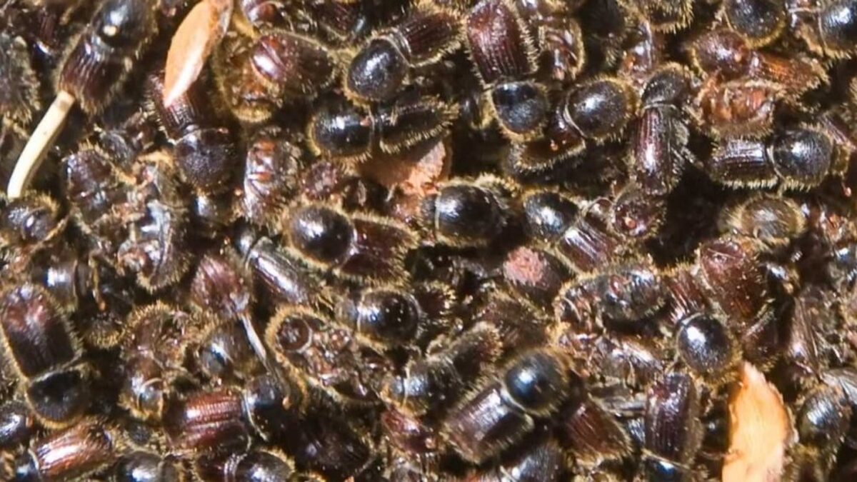 Divnosti — 03_kurovec_na_sumave – Videa – Déčko – Česká televize