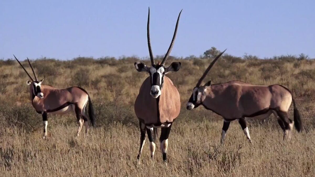 Africká abeceda — A – antilopa – Videa – Déčko – Česká televize