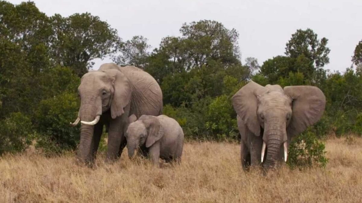 S Jakubem v Africe — Slon – Videa – Déčko – Česká televize