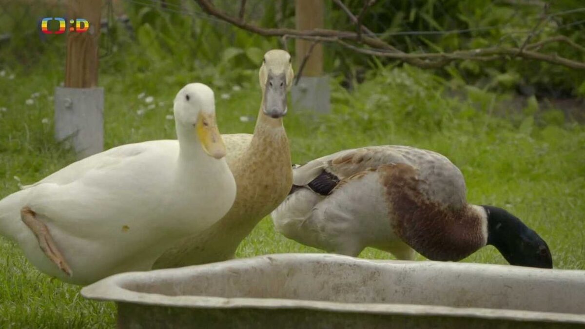 Zvířecí profesionálové — Kachny, které brání zahradu před plzáky ...