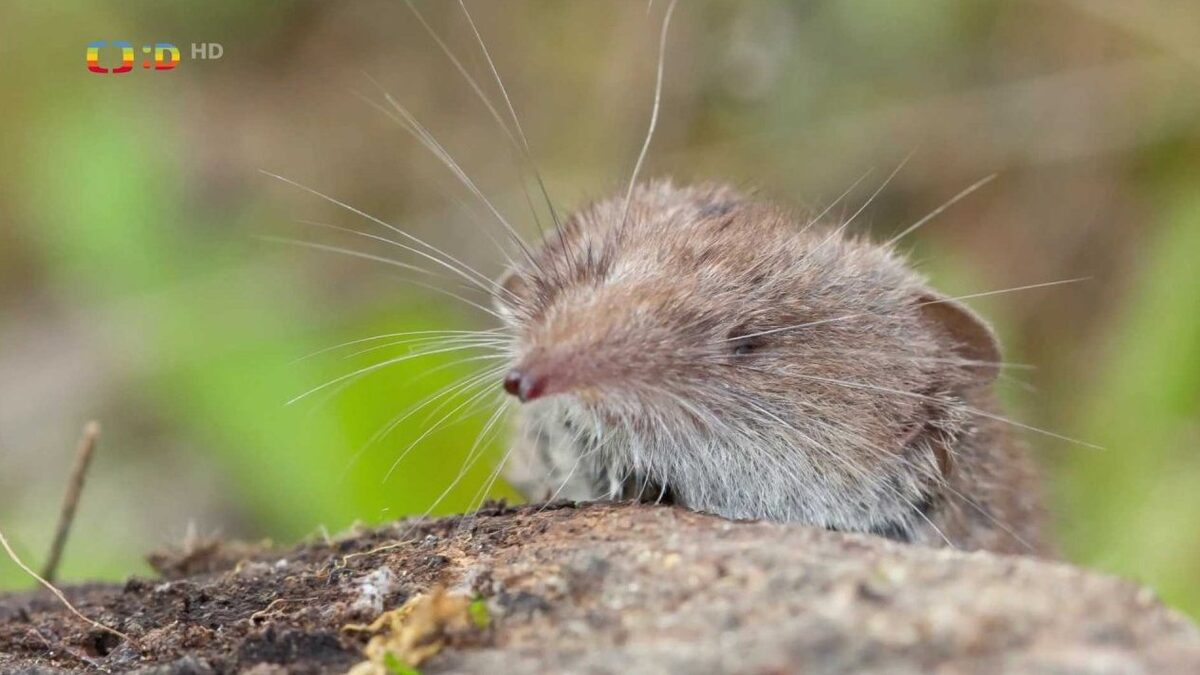Planeta Yó — Bělozubka - nejmenší savec na světě – Videa – Déčko ...