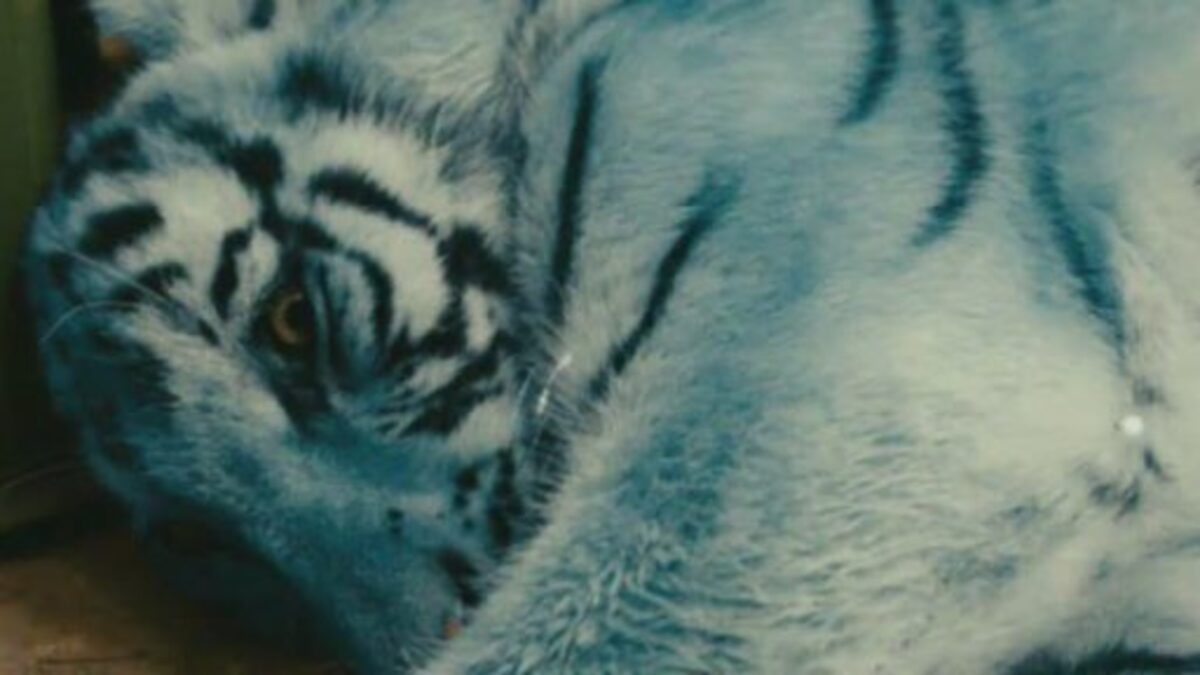 Zprávičky — Reportáž: Modrý tygr – Videa – Déčko – Česká televize