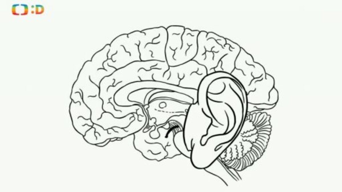 Lovci záhad — Nápověda: Lidské ucho – Videa – Déčko – Česká televize