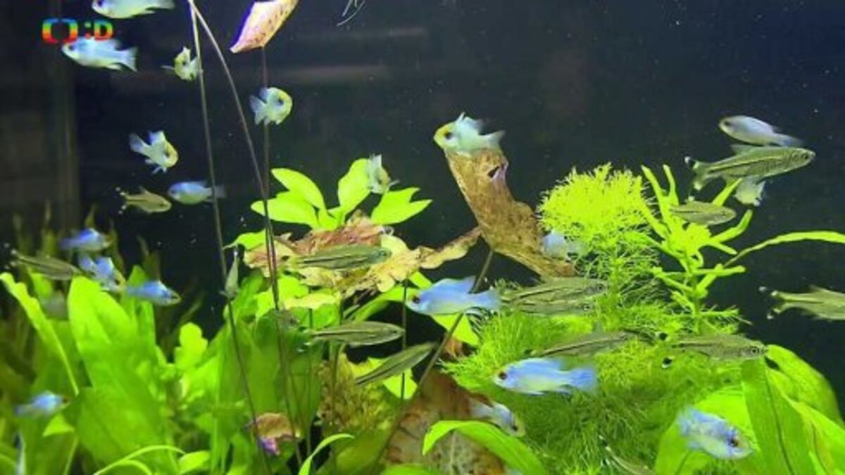 Wifina — Příroda: Akvaristika - rybičky – Videa – Déčko – Česká televize