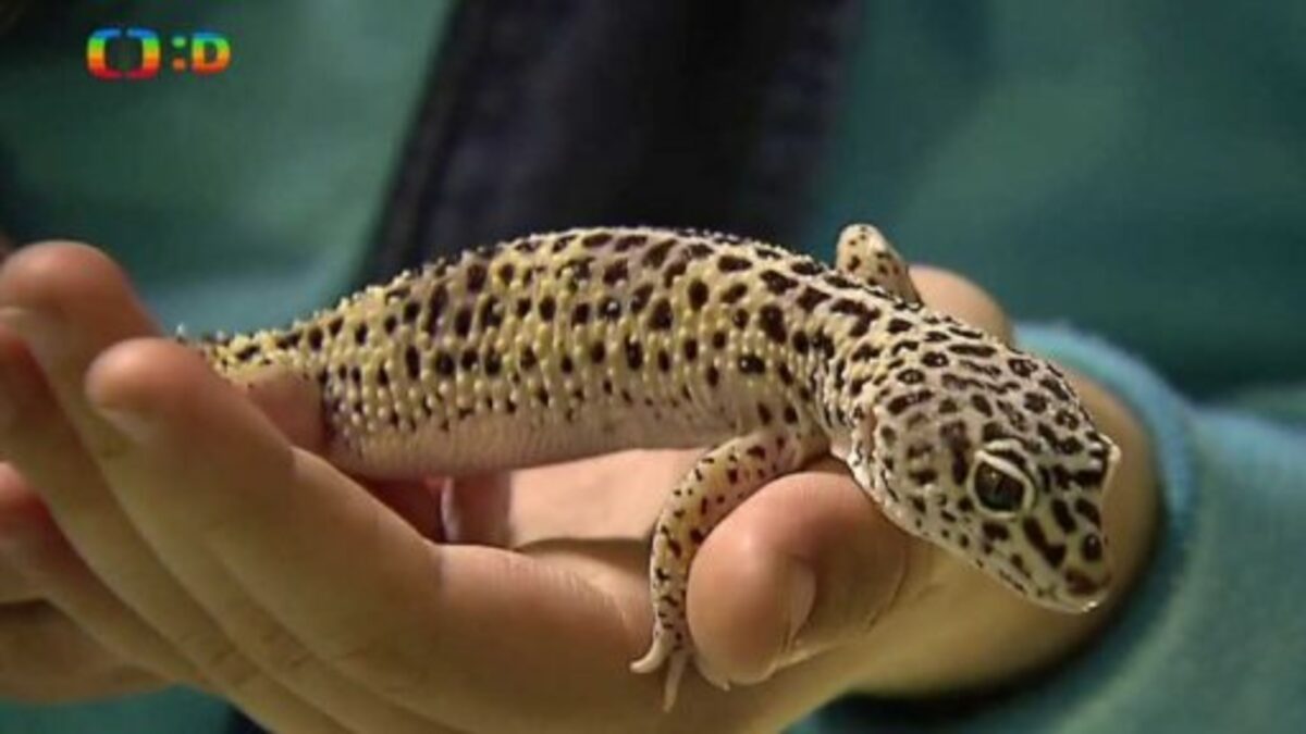 Wifina — Příroda: Gekoni – Videa – Déčko – Česká televize