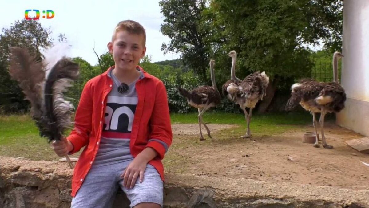 Wifina — Příroda: Pštros dvouprstý – Videa – Déčko – Česká televize