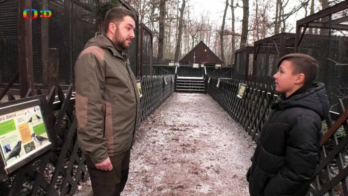 Wifina — Příroda: Vrána vs. havran – Videa – Déčko – Česká televize