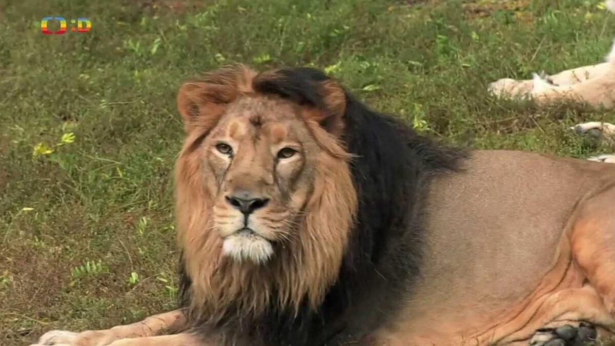 Wifina — Příroda: Lev – Videa – Déčko – Česká televize