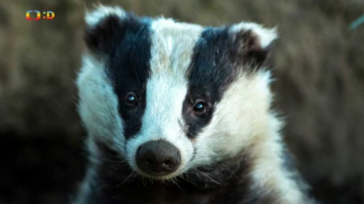 Planeta Yó — Zaostřeno na: Je jezevec mrzout? – Videa – Déčko – Česká ...