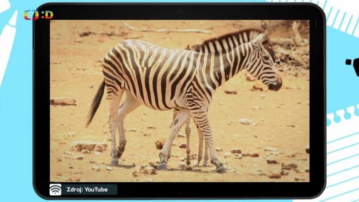 Wifina — Příroda: Zebra – Videa – Déčko – Česká televize