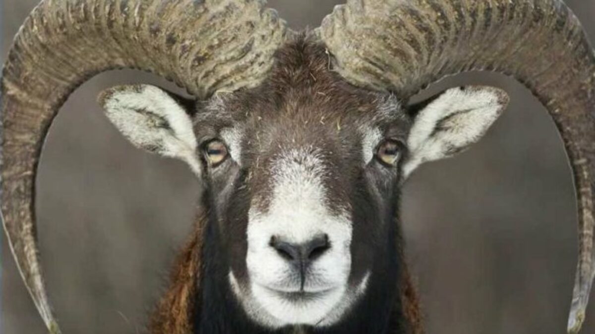 Planeta Yó — Zaostřeno na: Muflon kyperský – Videa – Déčko – Česká televize