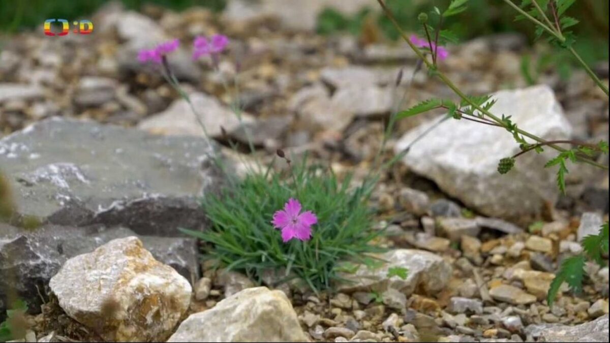 Wifina — Příroda: Ohrožené druhy rostlin – Videa – Déčko – Česká televize