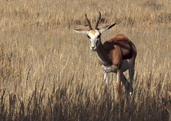 Africká abeceda — Pořady — Déčko — Česká televize