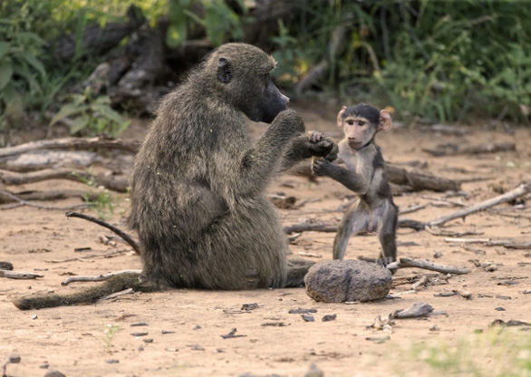 Africká abeceda — Pořady — Déčko — Česká televize