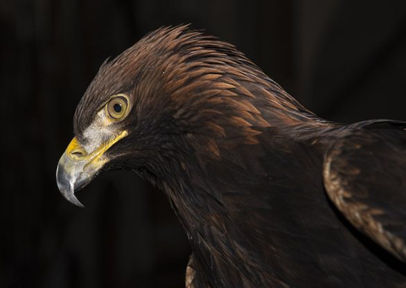 Kriminálka 5.C — Pořady — Déčko — Česká televize