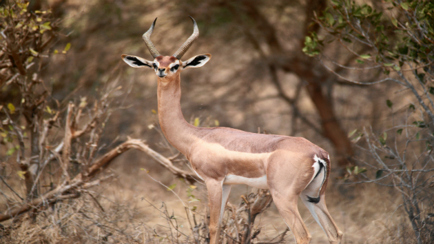Planeta Yó — Pořady — Déčko — Česká televize